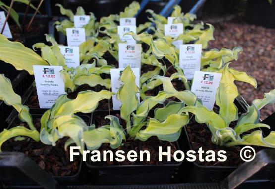 Hosta Gravity Rocks - Fransen Hostas
